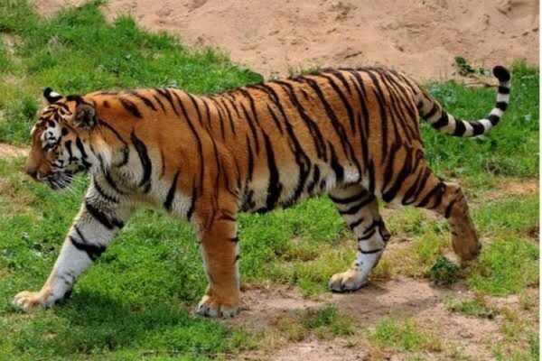Geger ! Dua Harimau Masuki Perkebunan Warga – WARTAMU.ID